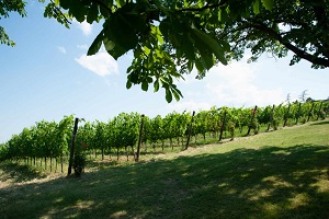 Romagna Bike: Tour in vigna e lungofiume | Guided tours in Romagna